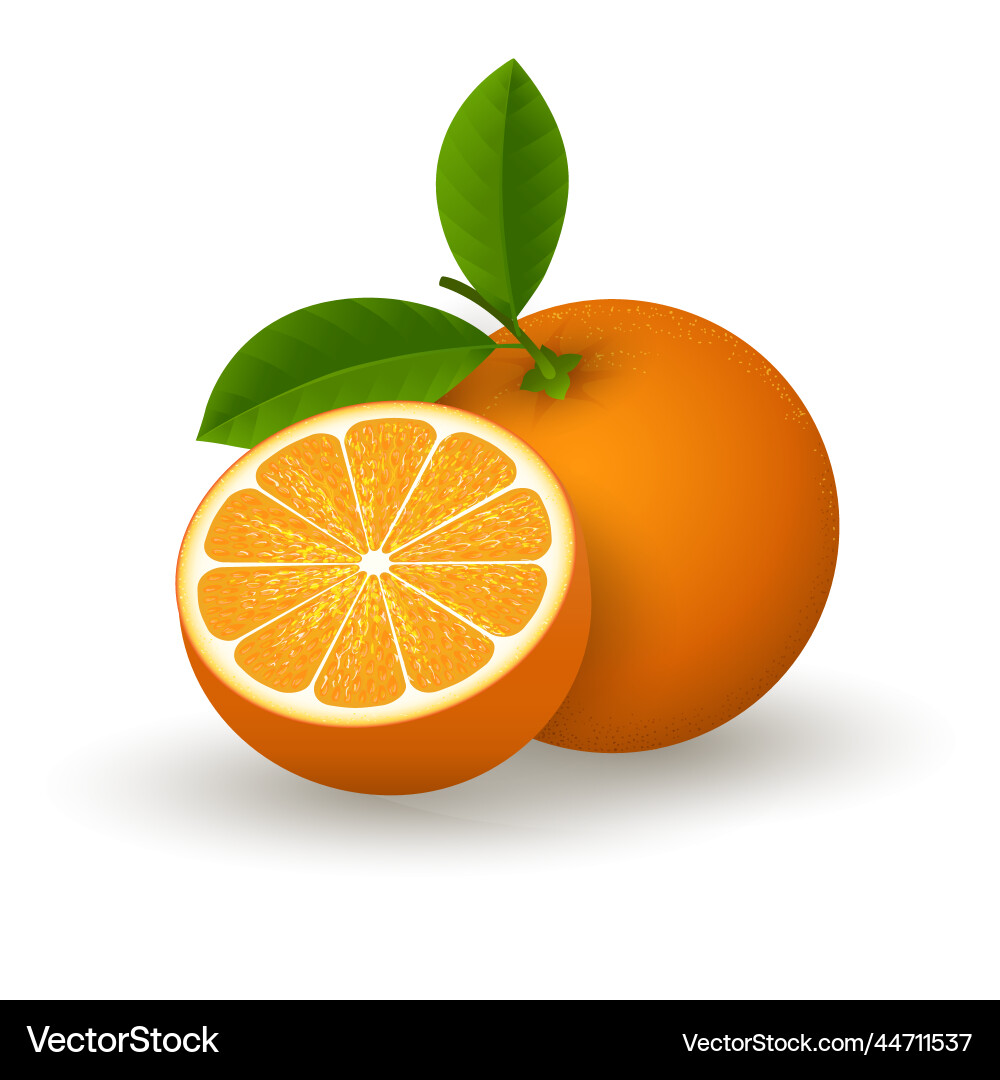 Realistic orange fruit Royalty Free Vector Image