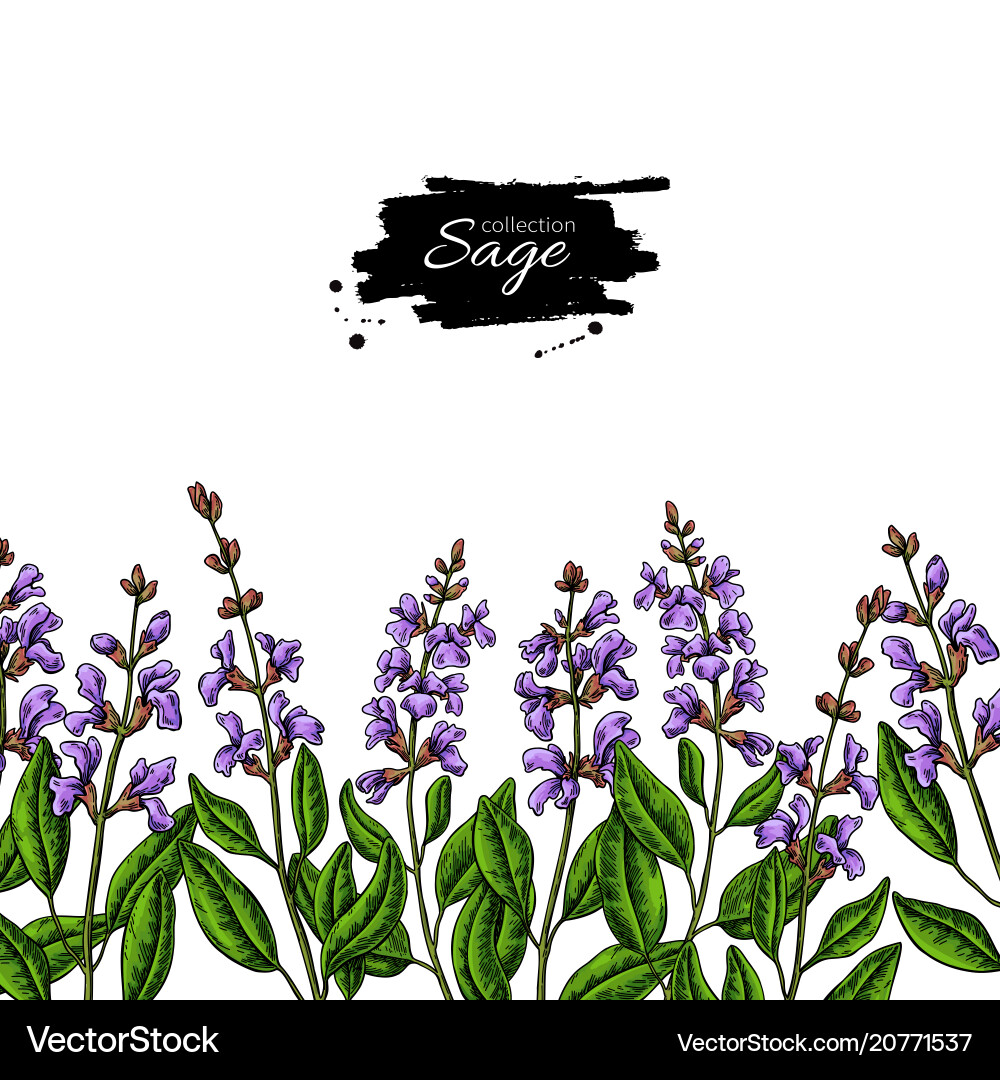 Sage drawing border isolated plant Royalty Free Vector Image