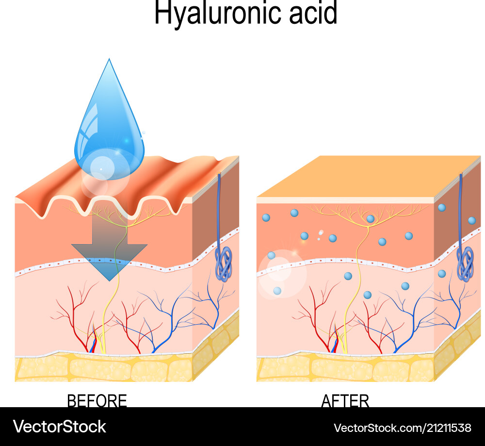 Hyaluronic acid Royalty Free Vector Image - VectorStock