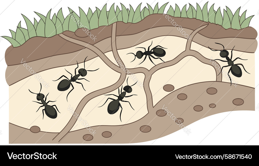 Detailed Ant Nest Cross-Section Royalty Free Vector Image