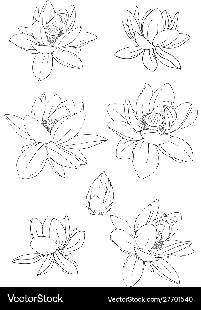 Lotus flower set outline hand drawing isolated Vector Image