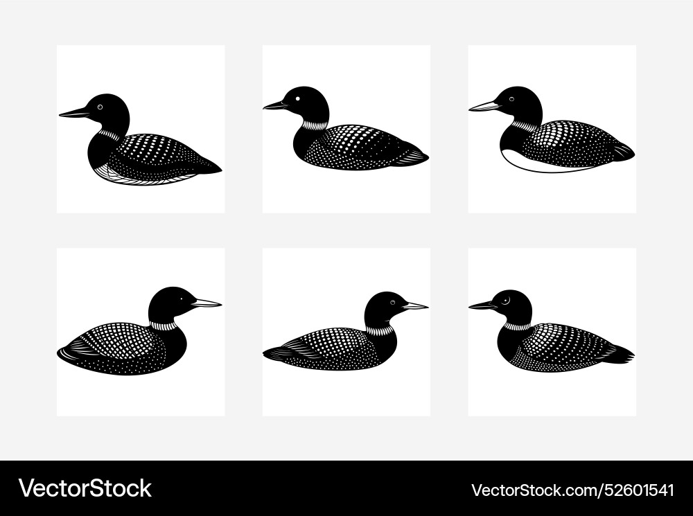 Common loon on white background Royalty Free Vector Image