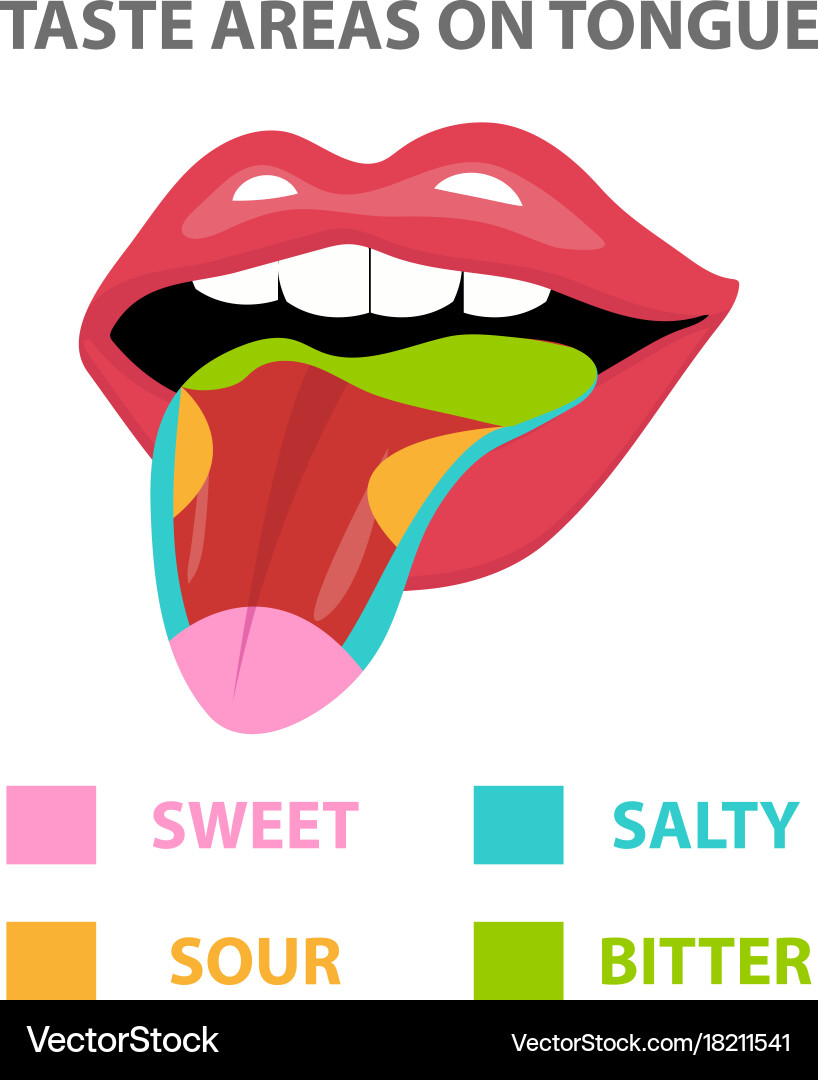 Tongue map areas with receptors responsible Vector Image