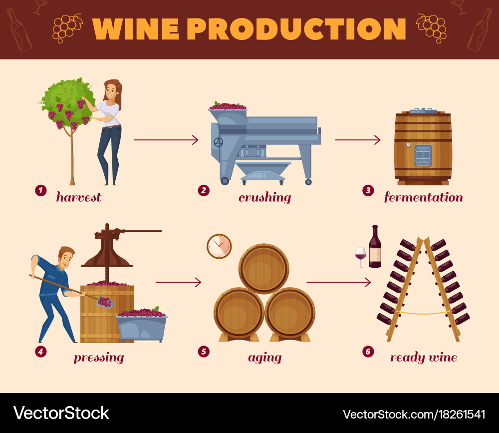 Wine production process cartoon flowchart Vector Image