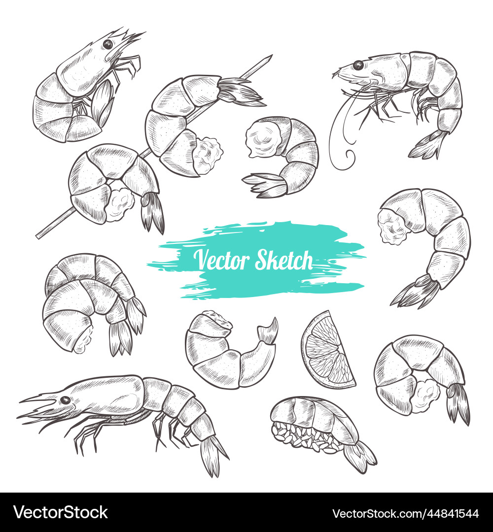 Shrimp hand drawn sketch Royalty Free Vector Image