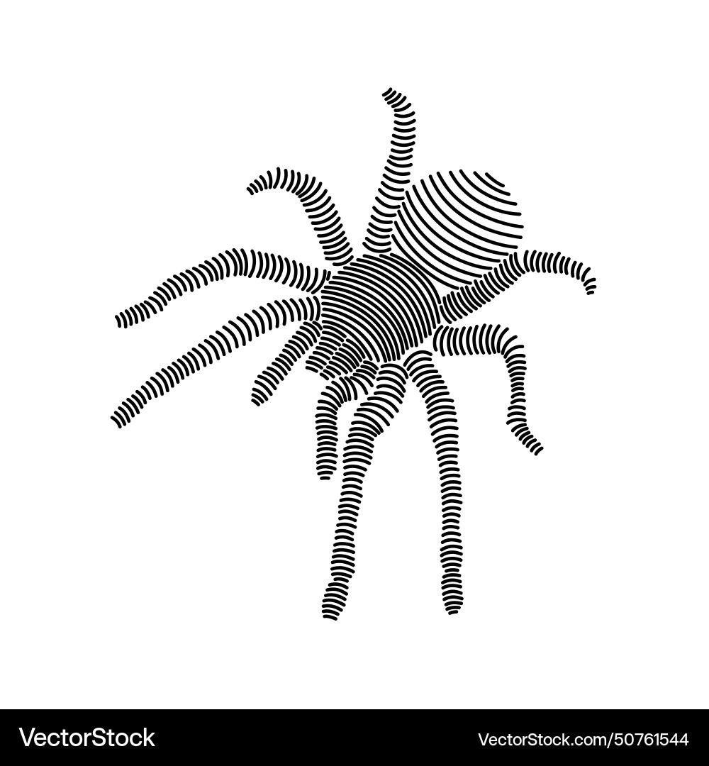 Simple line art of a spider 3 Royalty Free Vector Image
