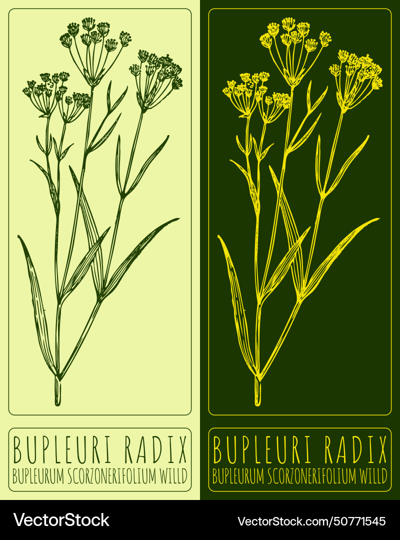 Drawing bupleuri radix hand drawn Royalty Free Vector Image
