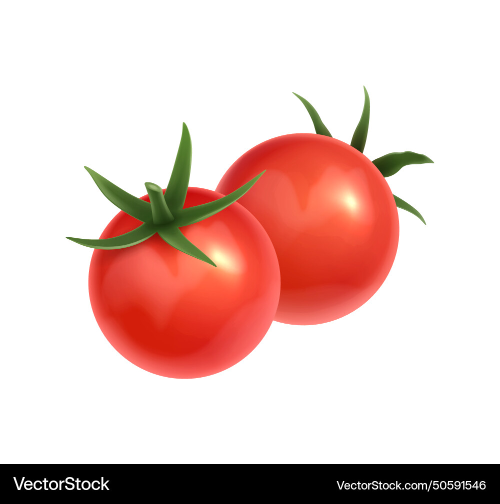 Red tomatoes Royalty Free Vector Image - VectorStock