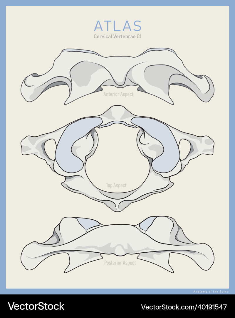 Shown here is the first cervical vertebra atlas Vector Image