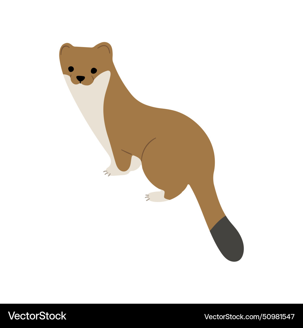 Stoatsermine and weasels single 2 Royalty Free Vector Image