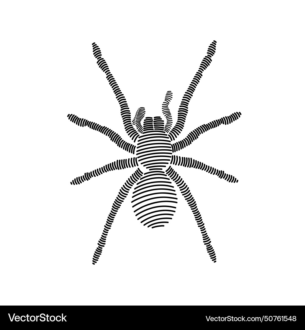 Simple line art of a spider 2 Royalty Free Vector Image