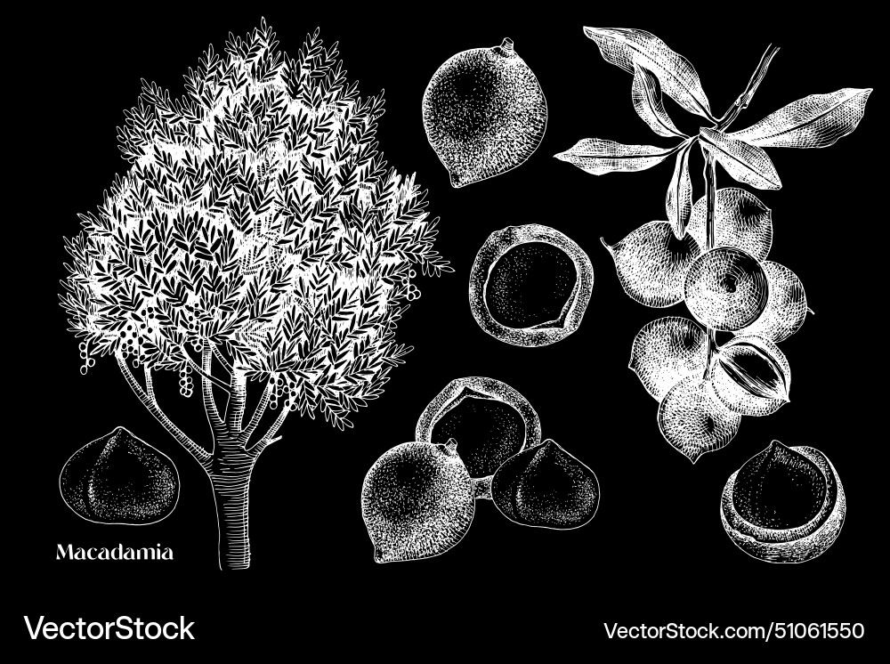 Hand drawn macadamia nuts set Royalty Free Vector Image