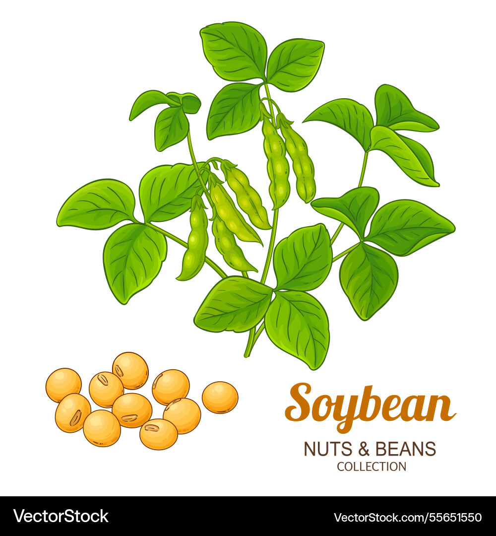 Soybean plant colored detailed Royalty Free Vector Image