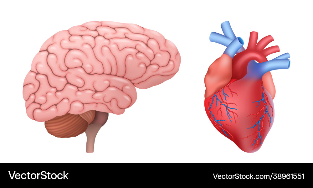 Anatomical heart and brain realistic human Vector Image