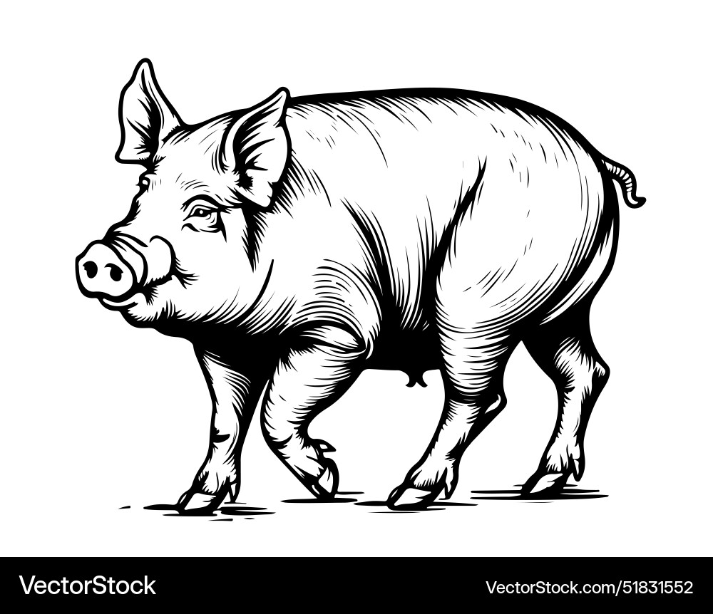 Pig in graphic style hand drawing Royalty Free Vector Image