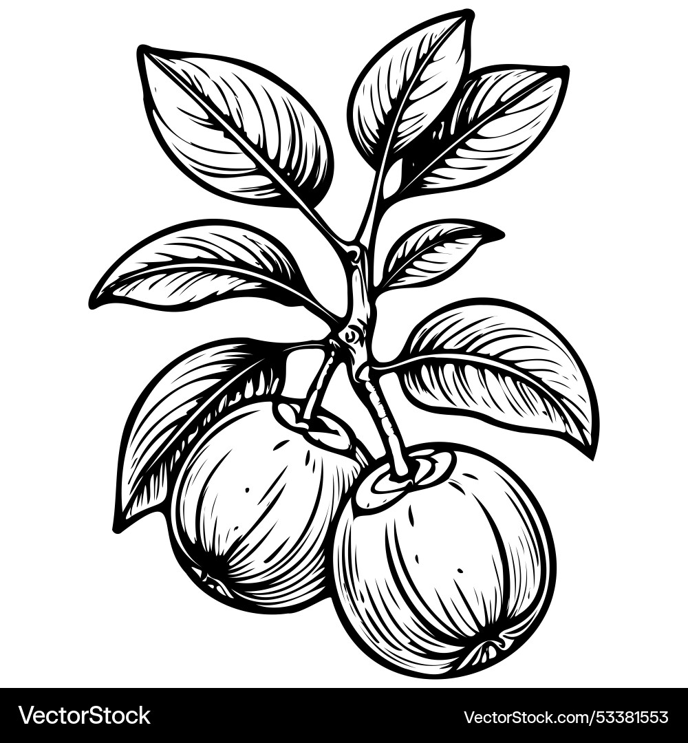 Engrave coco plum engraving drawing of fruit Vector Image