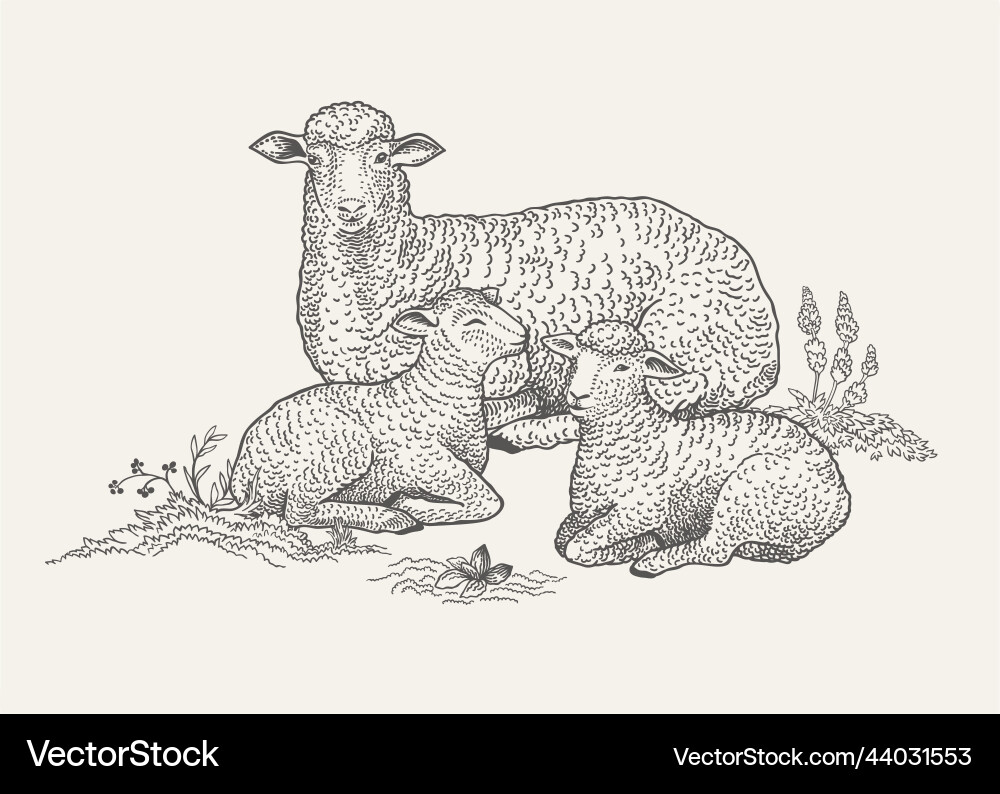 Sheep and two lamb Royalty Free Vector Image - VectorStock