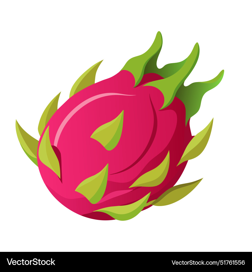 Dragon fruit isolated flat Royalty Free Vector Image