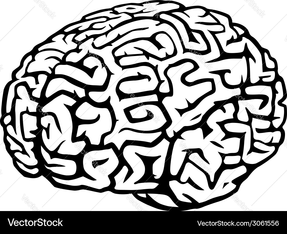 Human Brain Anatomy Royalty Free Vector Image - VectorStock