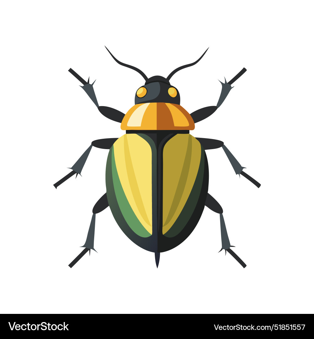 Beetles insect flat on white background Royalty Free Vector