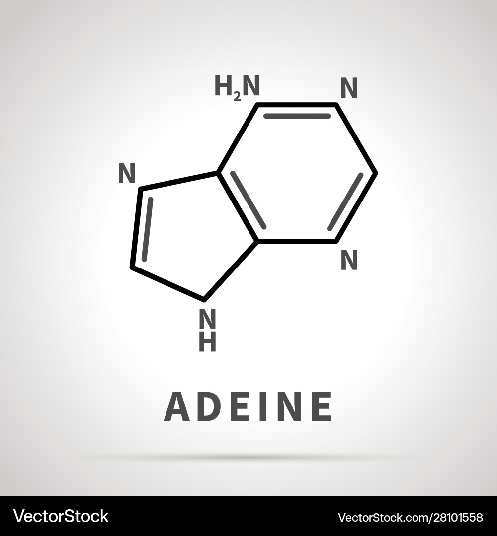 Chemical structure adeine one four main Royalty Free Vector
