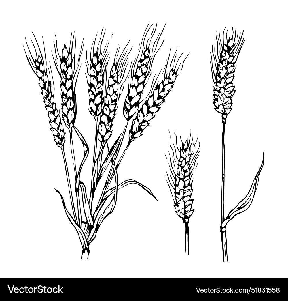 Hand drawn of wheat isolated Royalty Free Vector Image