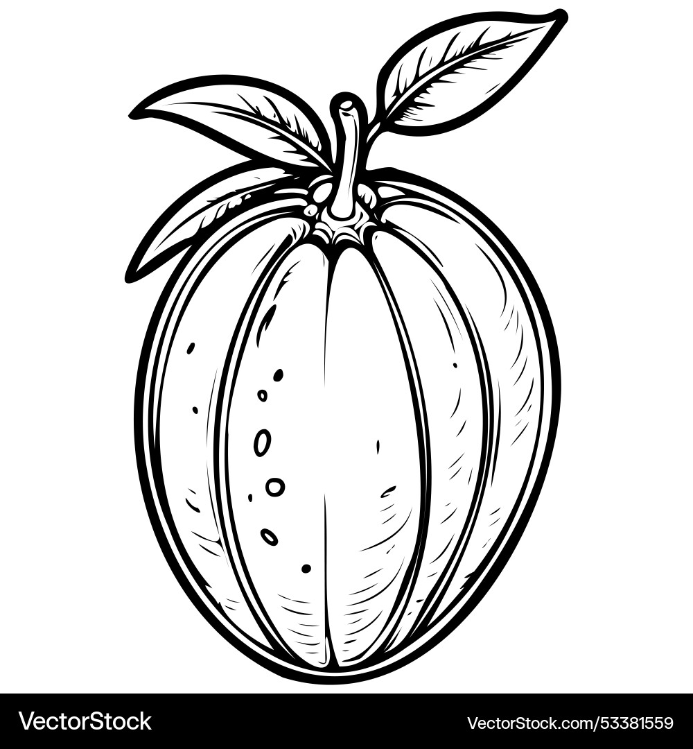 Engrave fascell mango sketch realistic fruit Vector Image