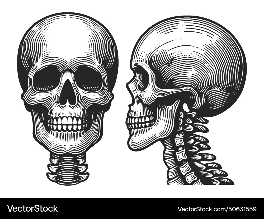 Vintage engraved human skull sketch Royalty Free Vector