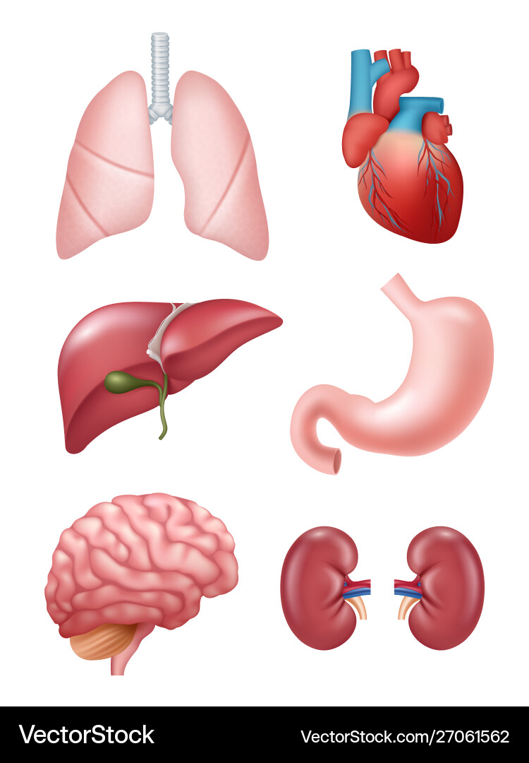Human organs anatomical medical Royalty Free Vector Image