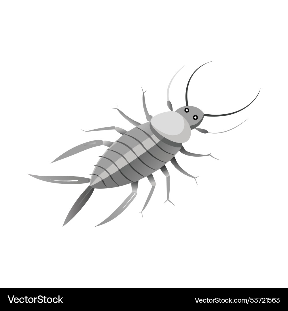 Silverfish insect isolated flat white background Vector Image Silverfish insect isolated flat white background Vector Image