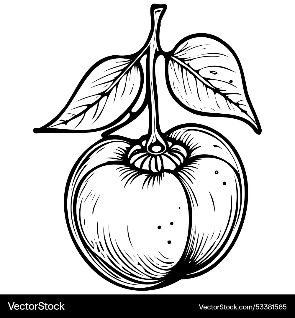 Engrave indian persimmon drawing realistic Vector Image
