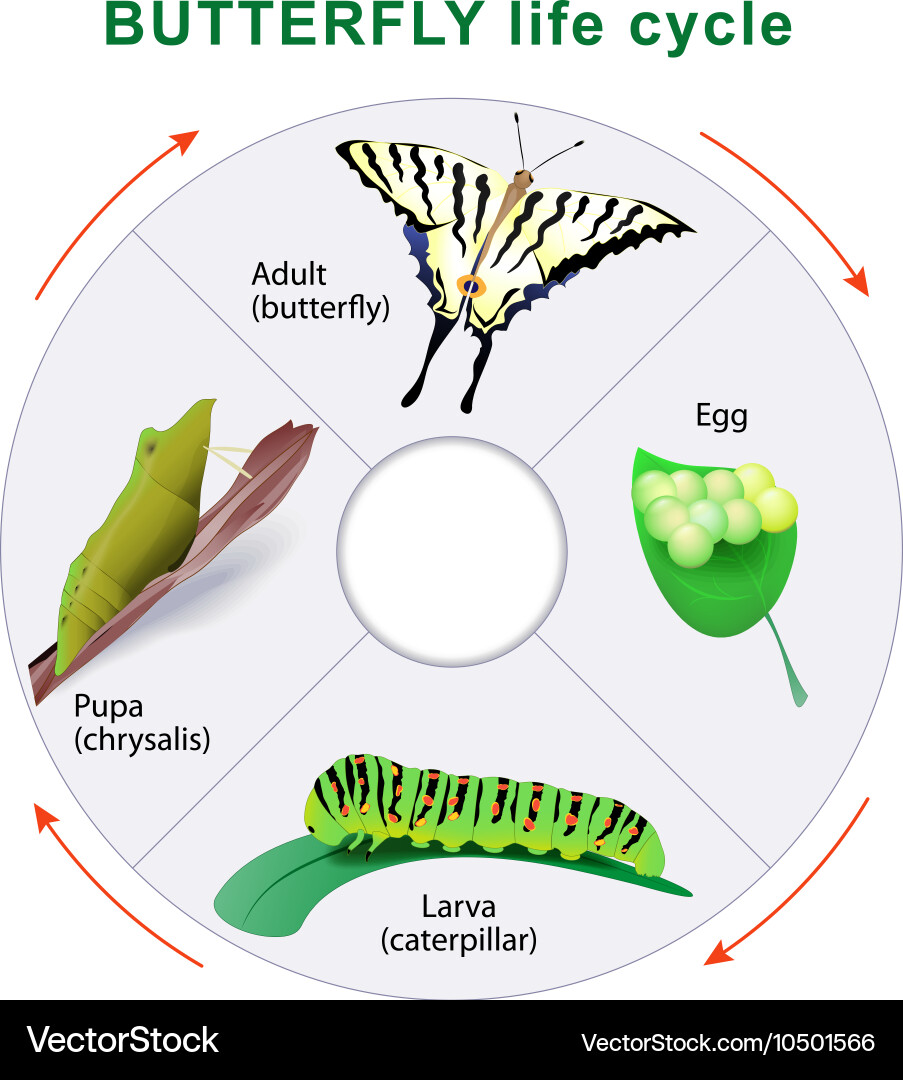 Butterfly Metamorphosis: Life Cycle Royalty Free Vector
