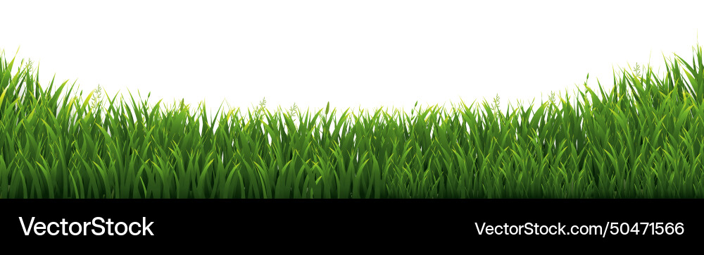 Green grass border and isolated white background Vector Image