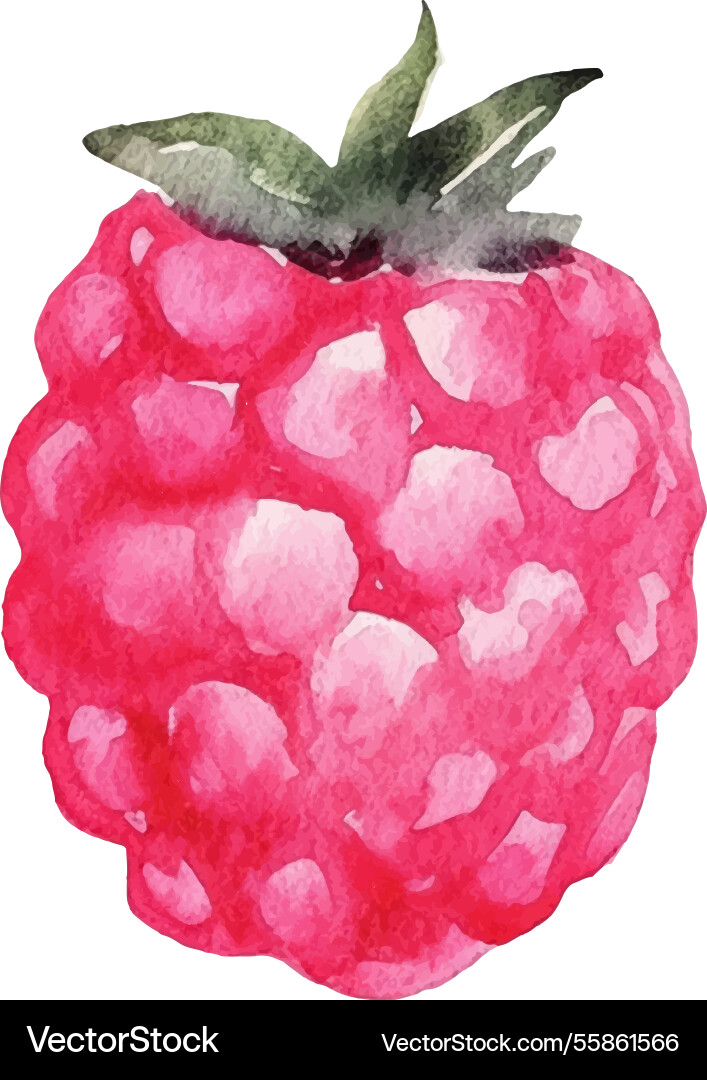 Watercolor painted raspberry hand drawn fresh Vector Image