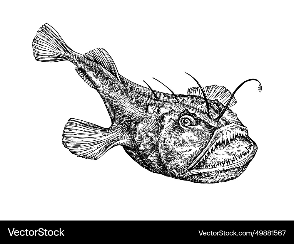 Common monkfish ink sketch Royalty Free Vector Image