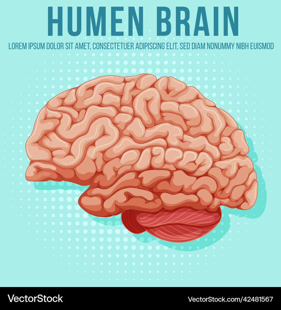 Human internal organ with brain Royalty Free Vector Image