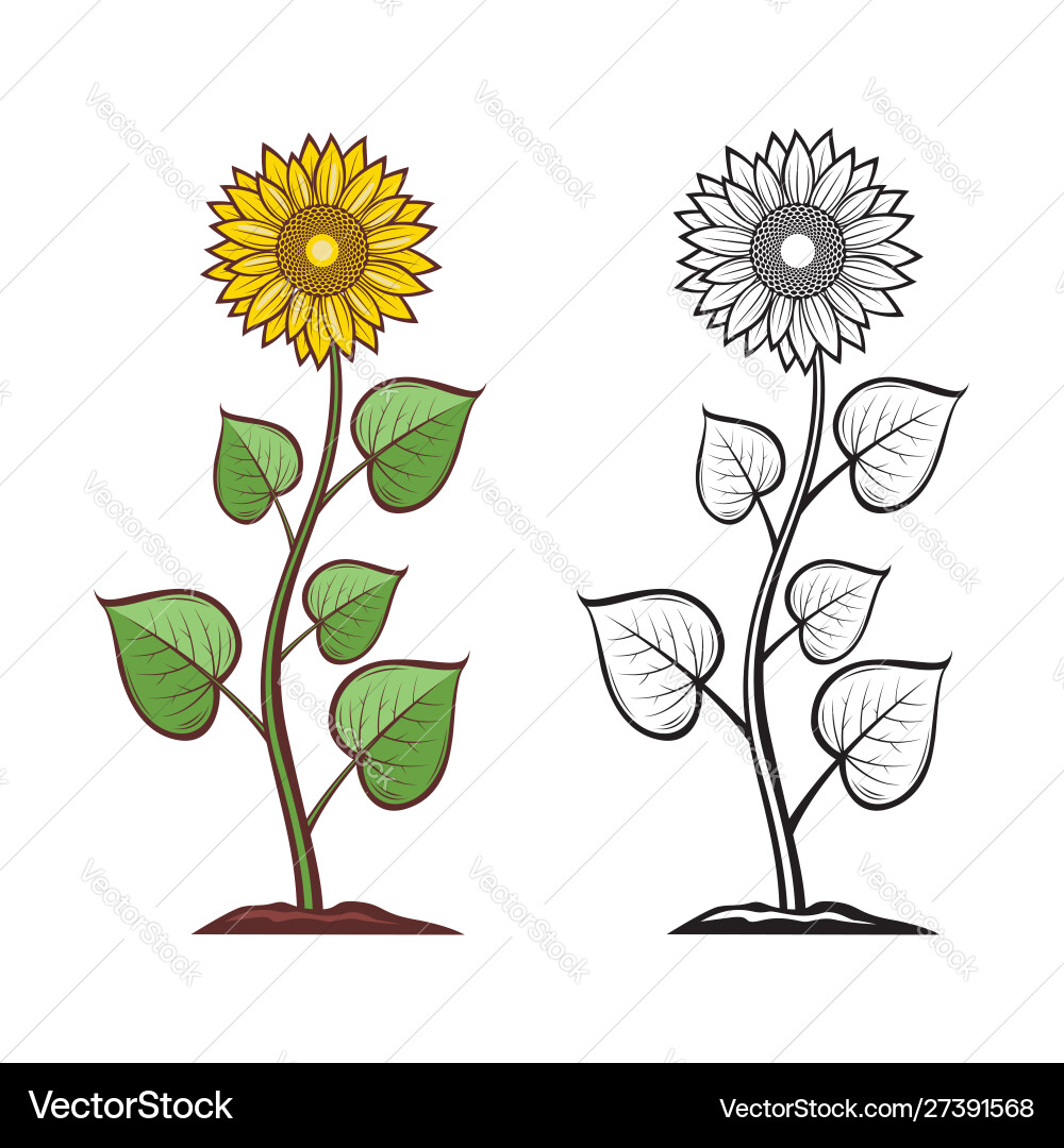 Sunflower set Royalty Free Vector Image - VectorStock