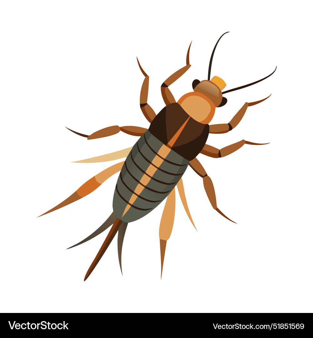 Earwig insect flat on white background – Royalty-Free Vector | VectorStock