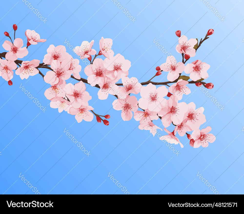 Branch with flowers japanese tree sakura Vector Image