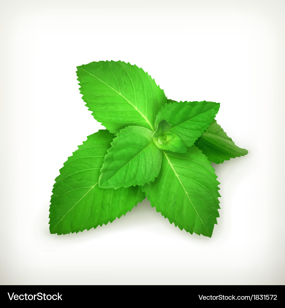 Fresh mint leaves Royalty Free Vector Image - VectorStock