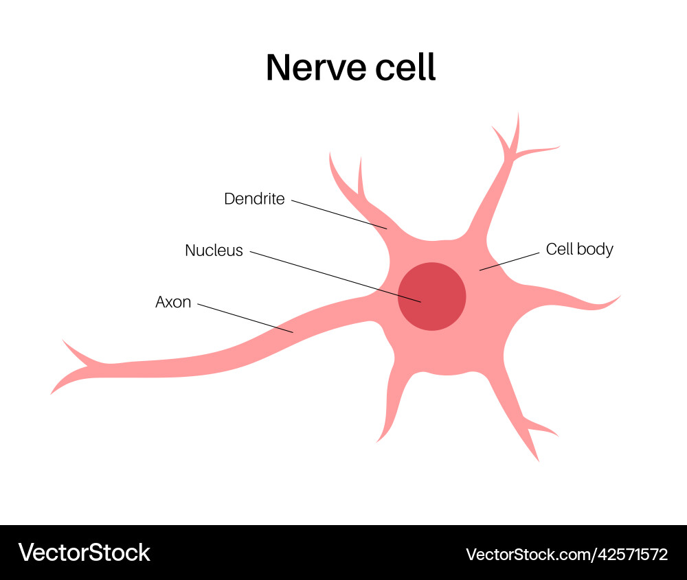 Neuron anatomy poster Royalty Free Vector Image