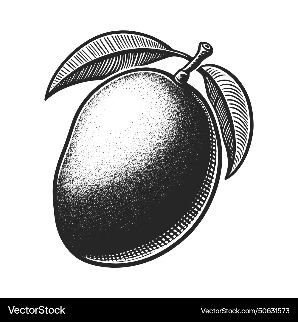 Mango fruit plant sketch Royalty Free Vector Image