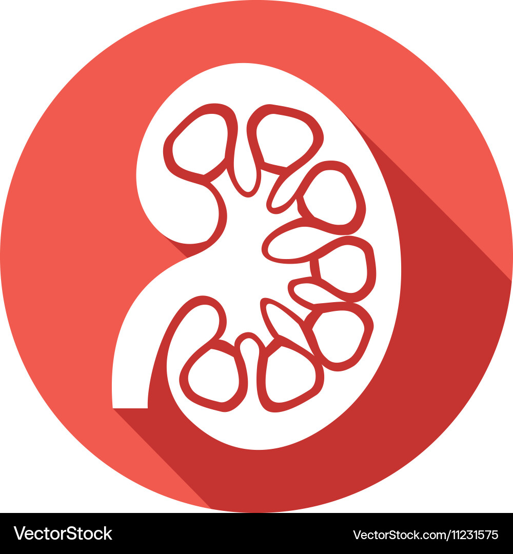Human kidney icon Royalty Free Vector Image - VectorStock