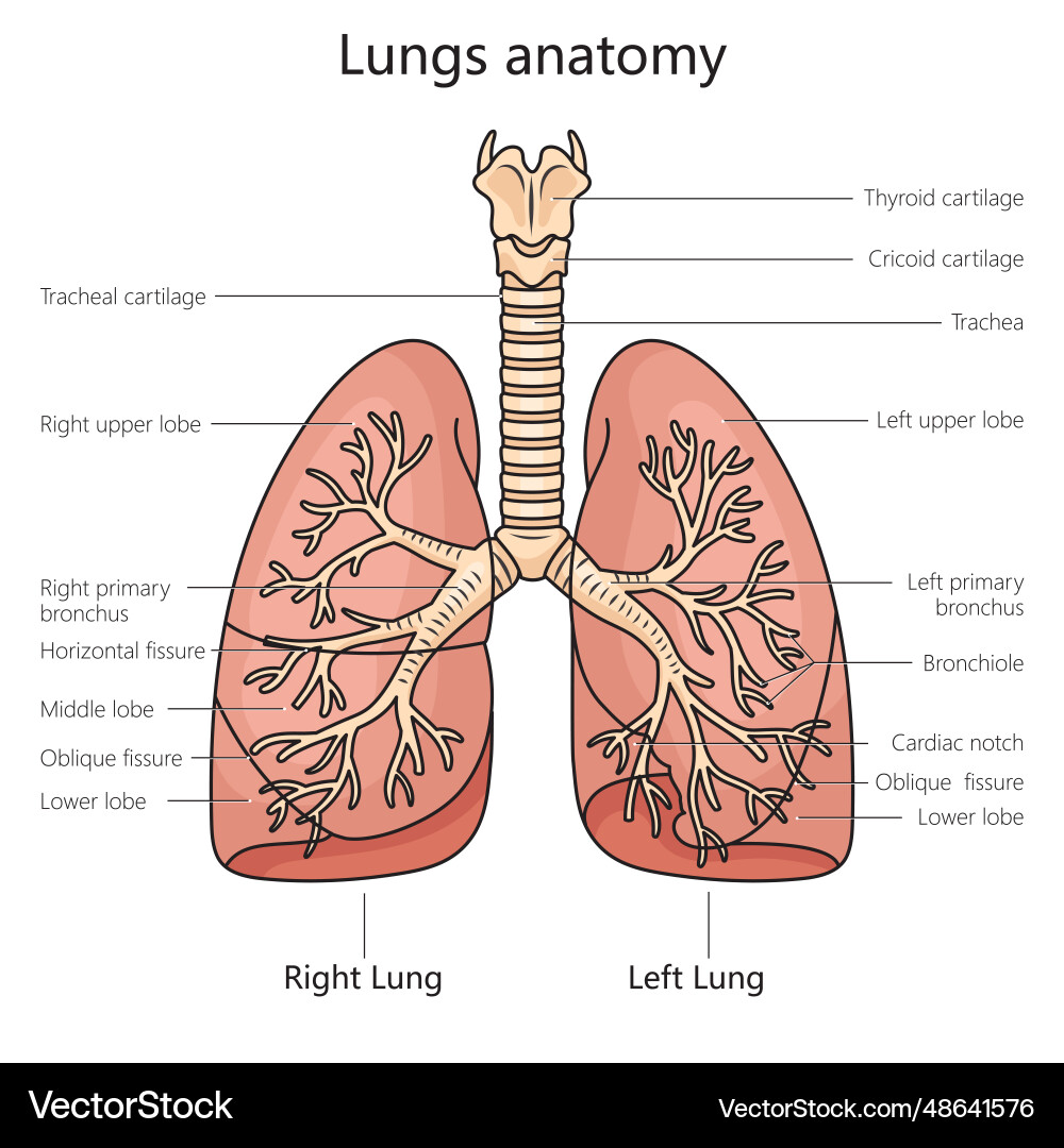 Detailed Lung Anatomy Diagram – Royalty-Free Vector | VectorStock