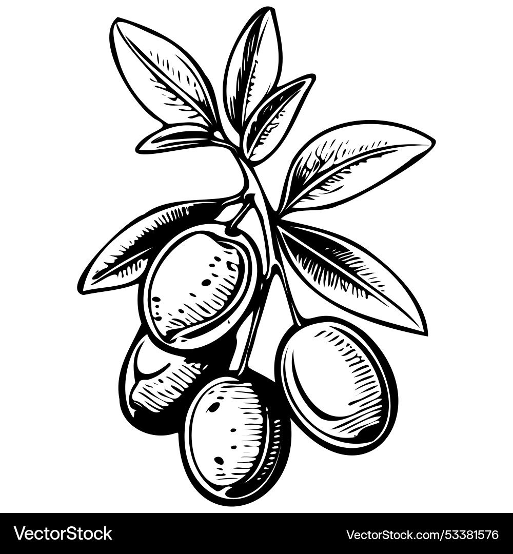 Engrave olive sketch realistic fruit monochrome Vector Image