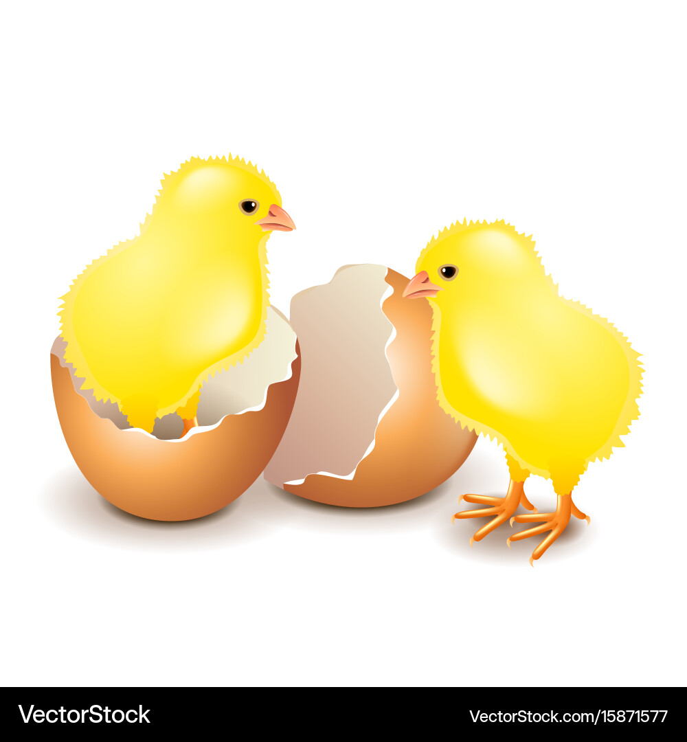 Yellow chicken in egg isolated on white Royalty Free Vector