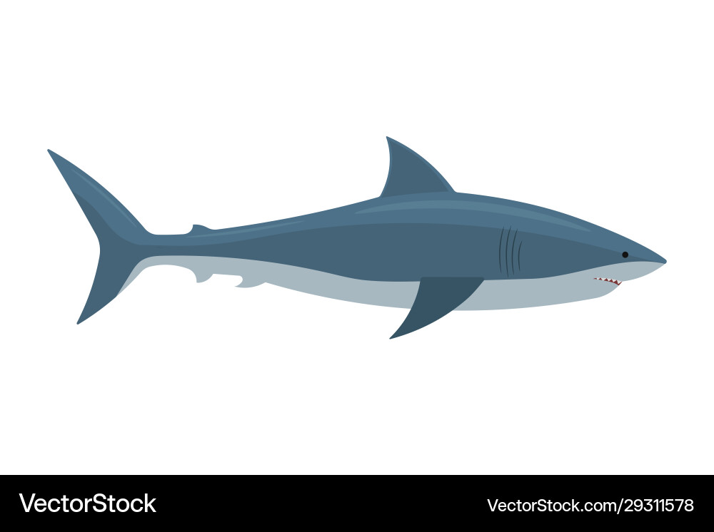 Shark flat design isolated Royalty Free Vector Image
