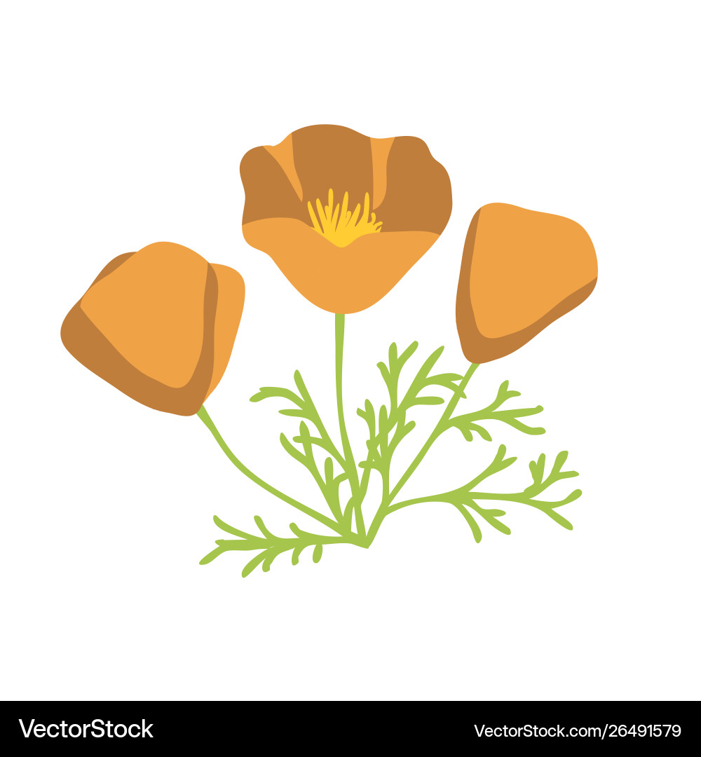 California poppy Royalty Free Vector Image - VectorStock