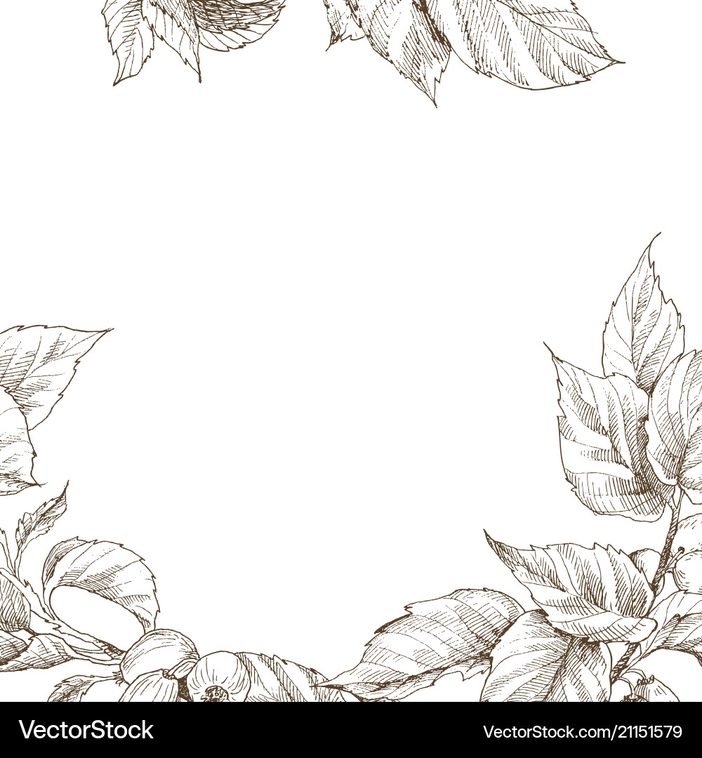 Garden herbal plants branch botanical frame Vector Image