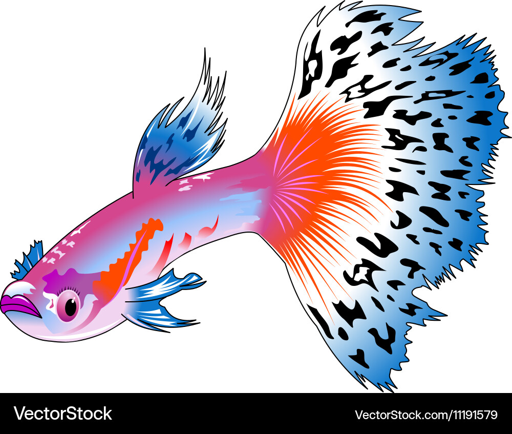 Guppy Royalty Free Vector Image - VectorStock